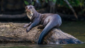Fauna del Estado Apure: La Diversidad de Especies Apureñas - Notiapure
