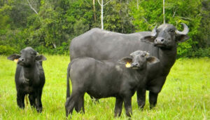 Fauna del Estado Apure: La Diversidad de Especies Apureñas - Notiapure