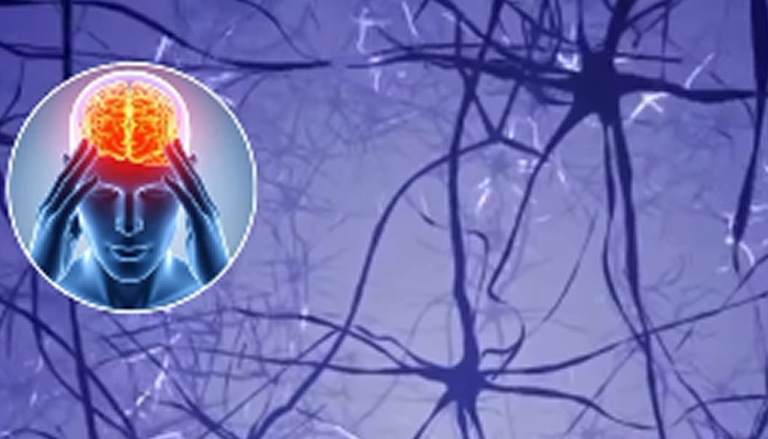 ¿Sabías Esto? Tu Cerebro Se Transforma Físicamente Cuando Te Enfocas en ...